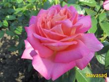 Троянди чайно-гібридні Україна